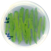 Home - KURSUS BIOFLOK TERNAKAN AKUAKULTUR